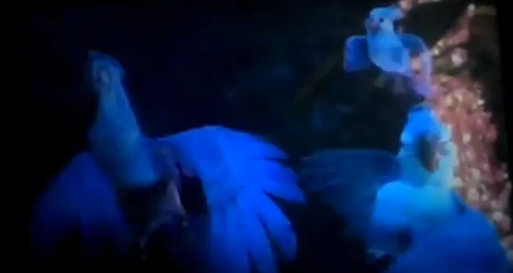 User blog:Lordofduel/Following the Feathers of Rio: Eduardo´s Fanny ...