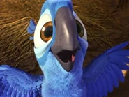 Blu | Wiki Río | Fandom