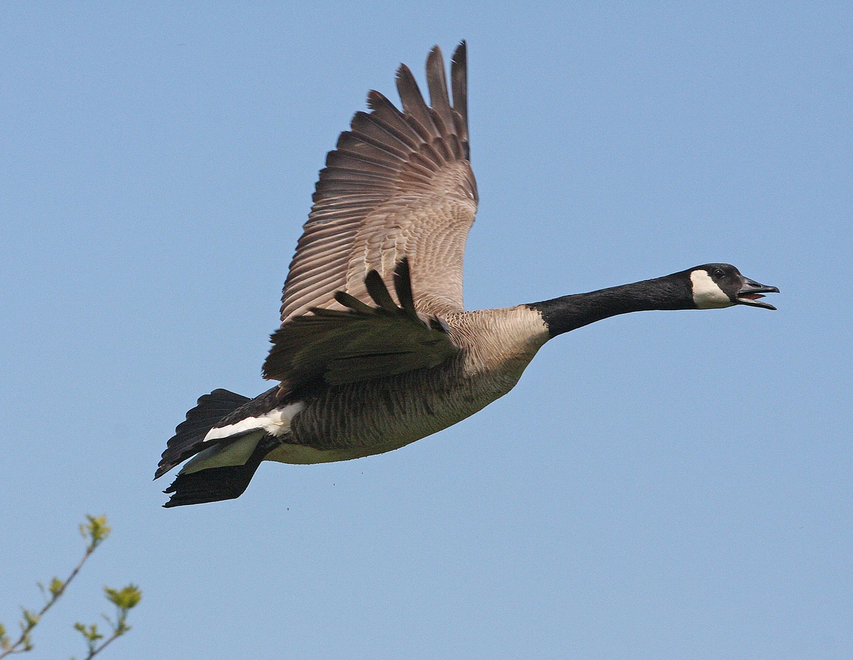 Canada goose | Rio Wiki | Fandom