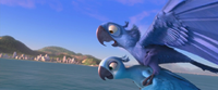 Blu | Wiki Río | Fandom