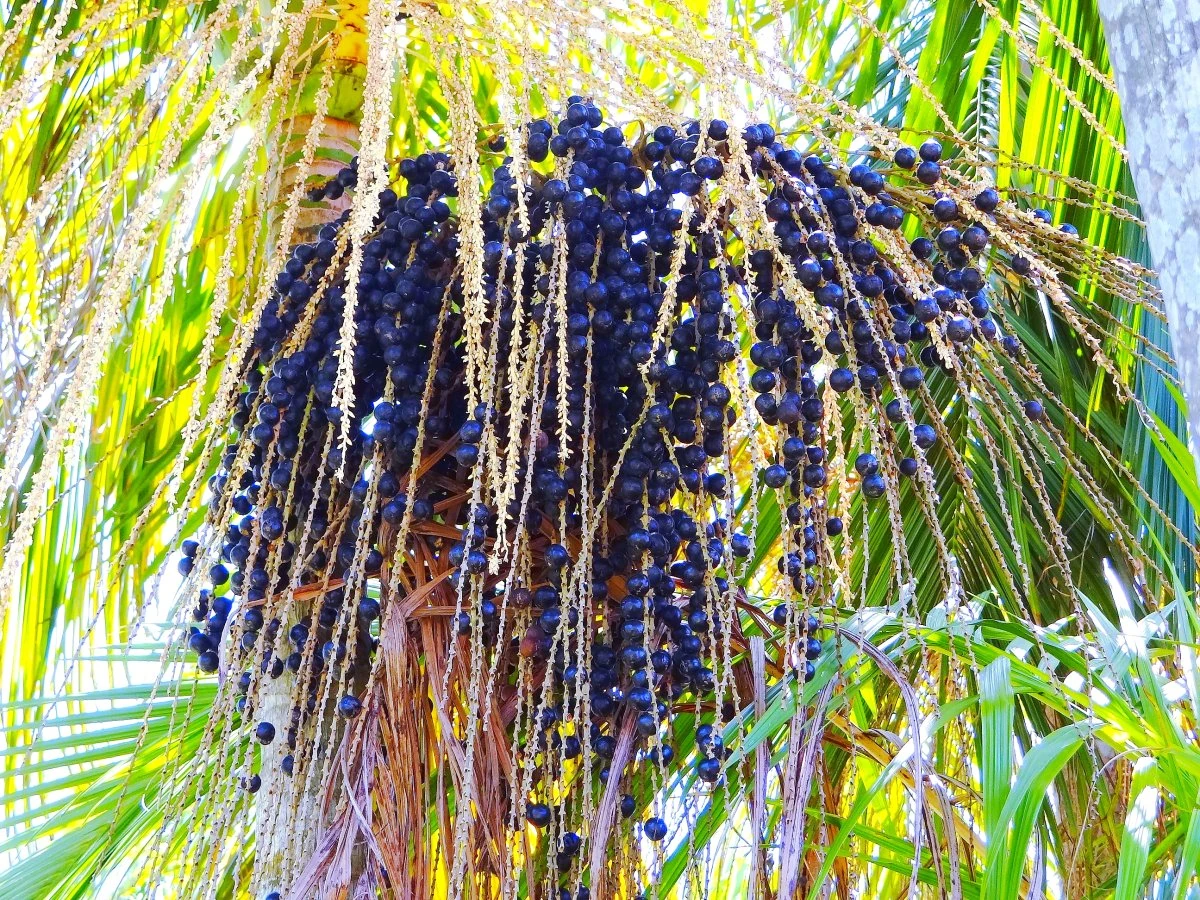 Acai Palm (fruit) | Rio Wiki | Fandom