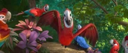Red Macaw Tribe | Rio Wiki | Fandom
