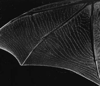 Gargoyle Wings | Rippers Wiki | Fandom