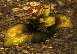 Heilkraut | Risen-Wiki | Fandom