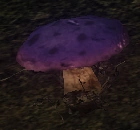 Manapilz | Risen-Wiki | Fandom