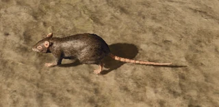 Rat | RISEN Wiki | Fandom