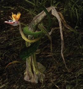 Heilwurzel | Risen-Wiki | Fandom