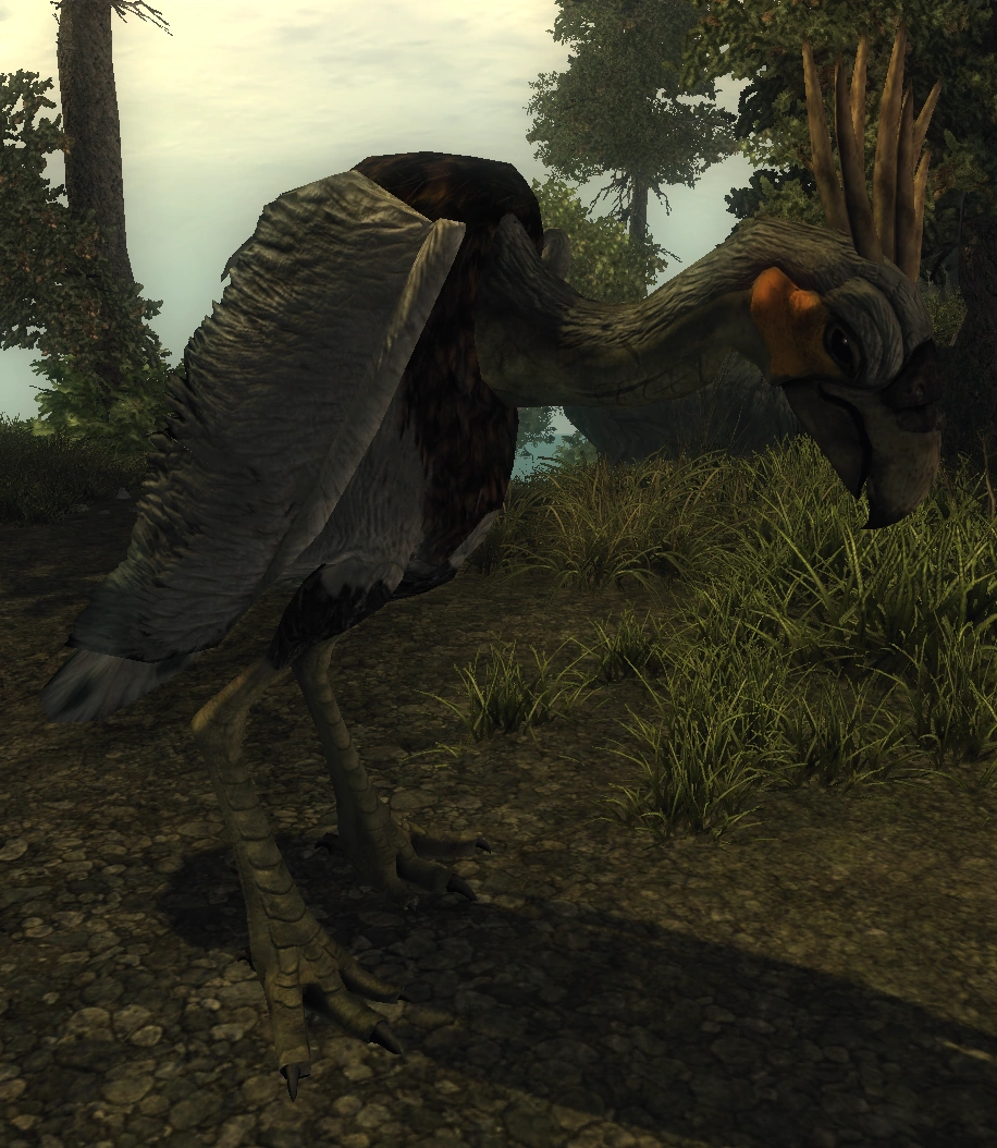 Sęp morski | Risenpedia | Fandom