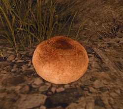 Grzyb poku | Risenpedia | Fandom