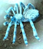 Frost Spider | World of Dawn Wiki | Fandom