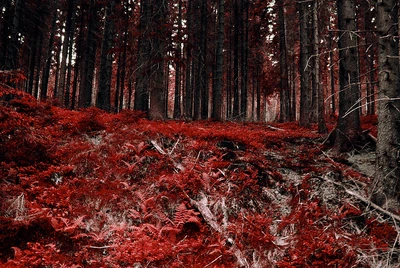 Blood Forest | Rising Dawn Wiki | Fandom