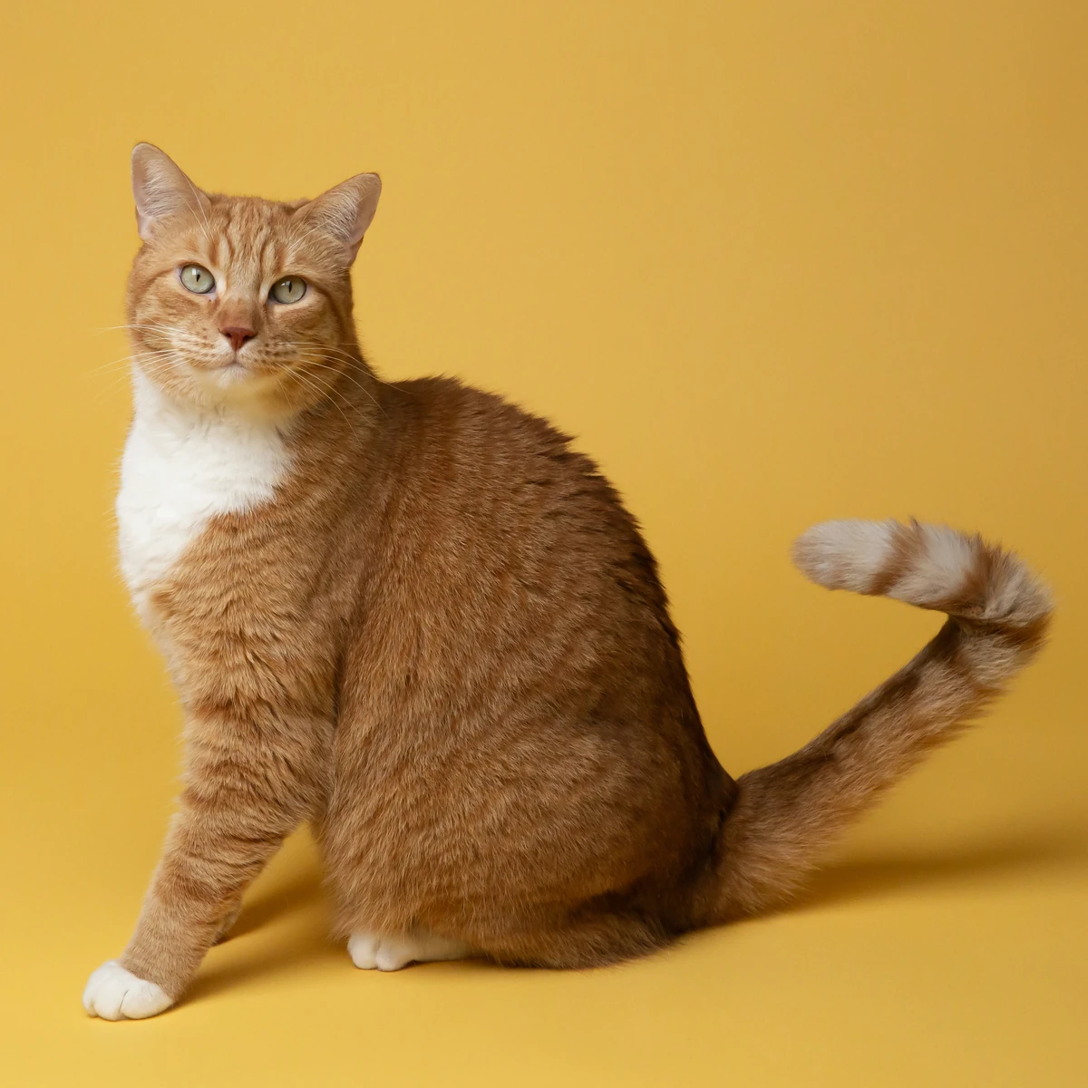 Macaroni (Cat) | Ritz Machina Wiki | Fandom