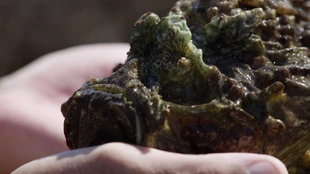 Stonefish | River Monsters Wiki | Fandom