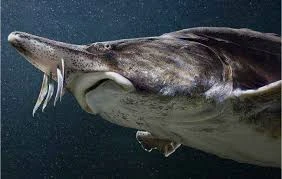 Beluga Sturgeon | River Monsters Wiki | Fandom