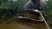 Sareng Catfish | River Monsters Wiki | Fandom