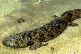 Japanese Kappa River Monsters