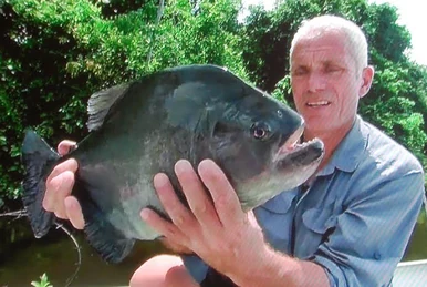 Vundu Catfish River Monsters Wiki