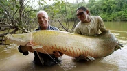 Arapaima | River Monsters Wiki | Fandom