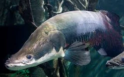 250lb Arapaima Jeremy Wade