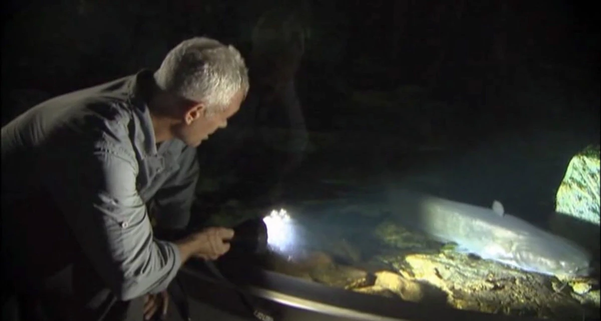 Giant Lake Biwa Catfish | River Monsters Wiki | Fandom