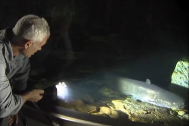 Vundu Catfish River Monsters Wiki