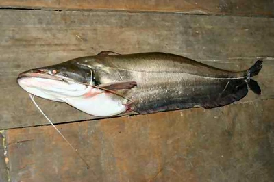 Sareng Catfish | River Monsters Wiki | Fandom