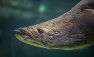 Arapaima | River Monsters Wiki | Fandom