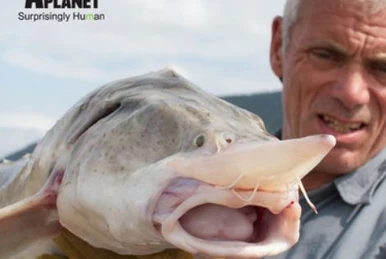 Giant Killer Catfish