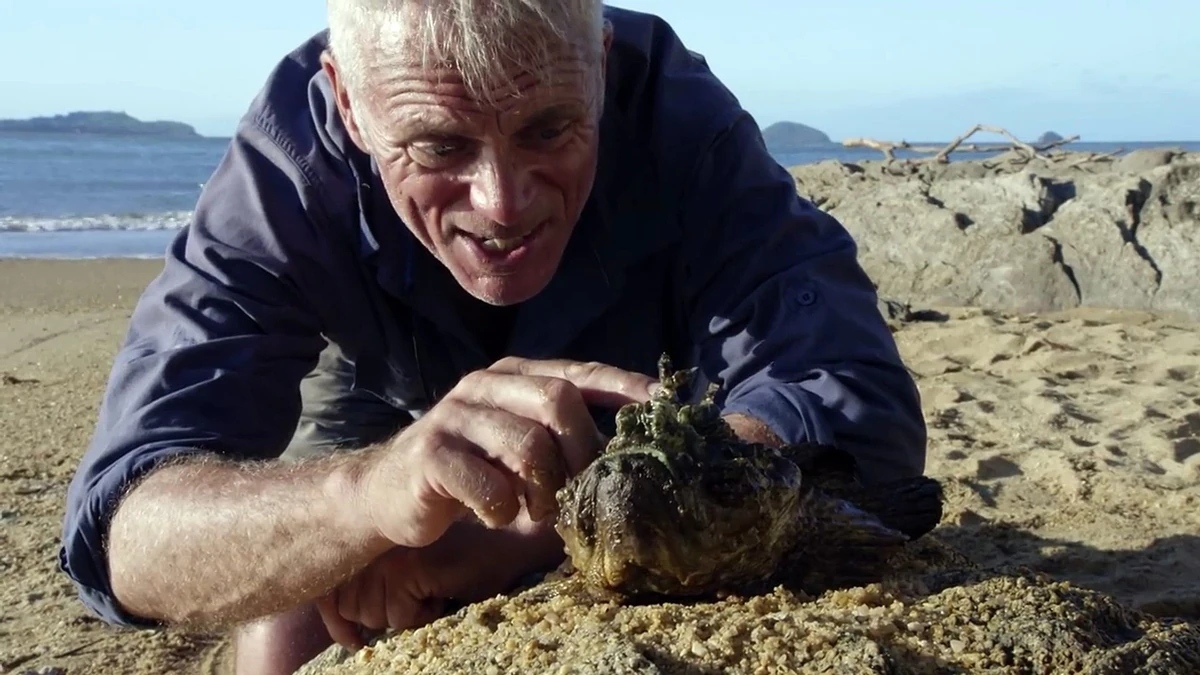 Stonefish | River Monsters Wiki | Fandom