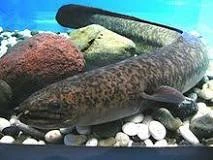 River Monsters Vampire Eel