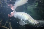Arapaima | River Monsters Wiki | Fandom