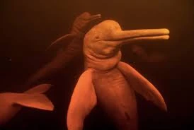 River Dolphin | River Monsters Wiki | Fandom