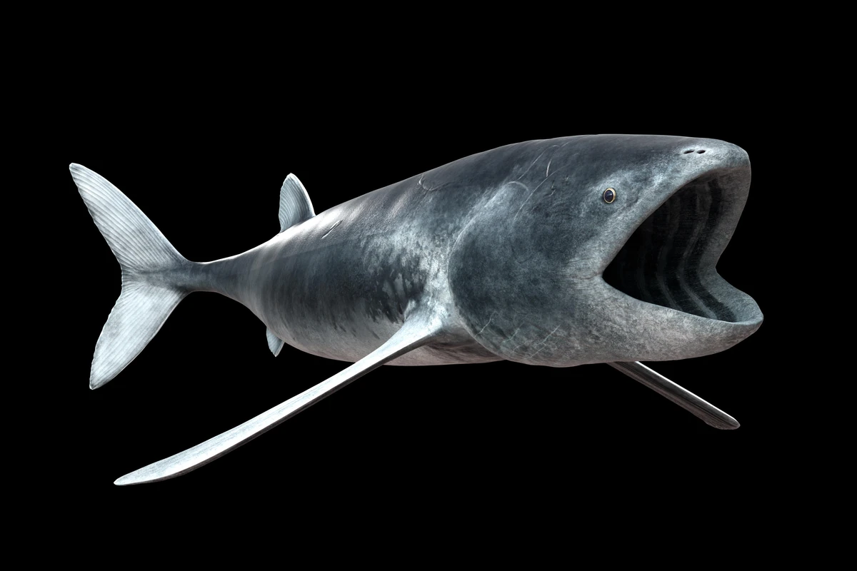 Leedsichthys | River Monsters Wiki | Fandom