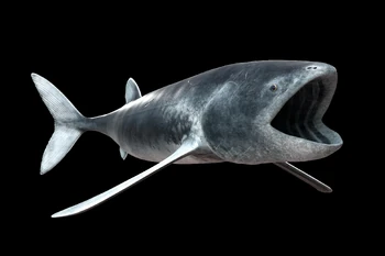 Leedsichthys | River Monsters Wiki | Fandom