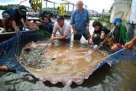 Giant Freshwater Stingray | River Monsters Wiki | Fandom