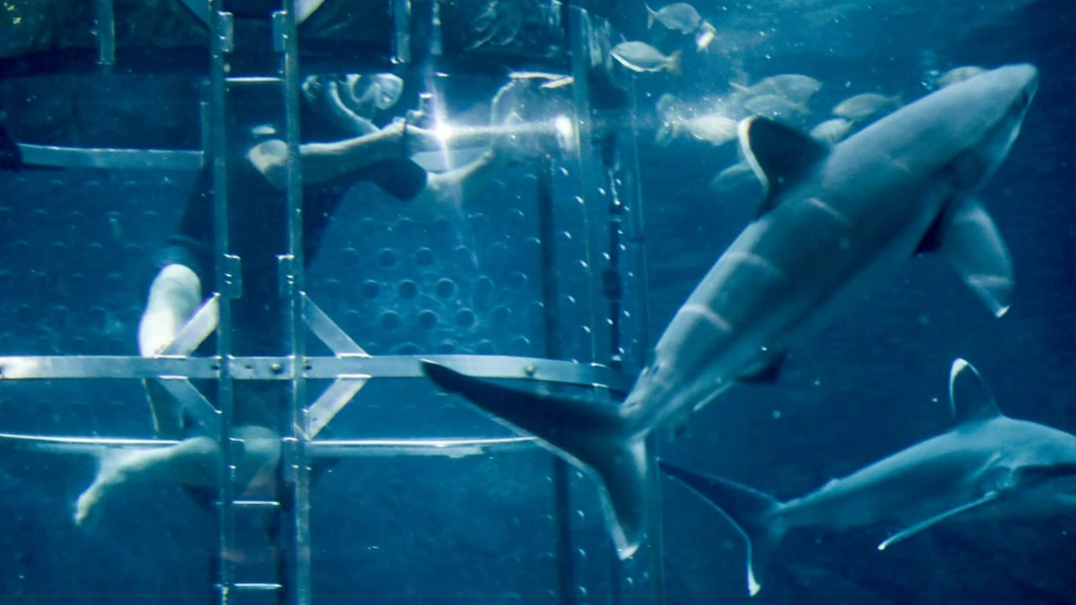 South Africa's Legendary Beast | River Monsters Wiki | Fandom