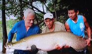 Arapaima | River Monsters Wiki | Fandom