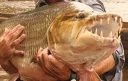 Goliath Tiger Fish | River Monsters Wiki | Fandom