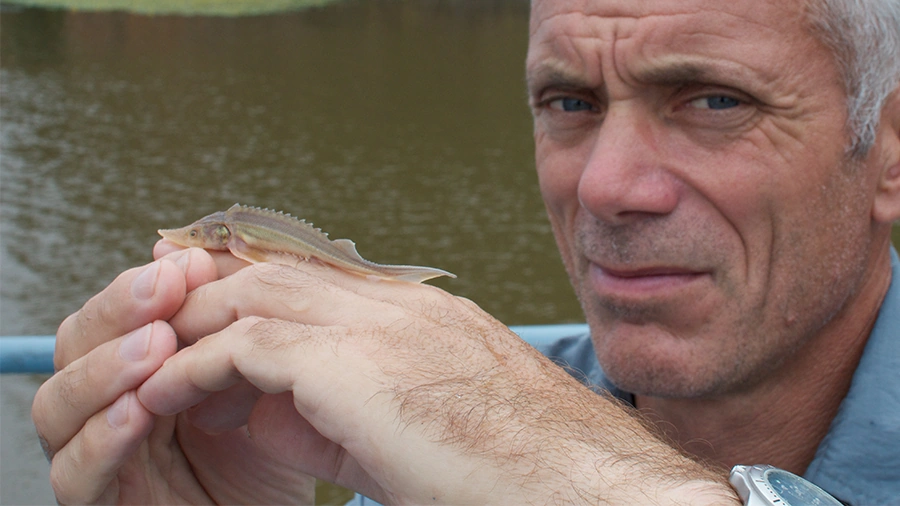 White Sturgeon Jeremy Wade