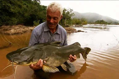 River Monsters Wolf Fish Teeth Predators: Hoplias, Wolves Of The Water