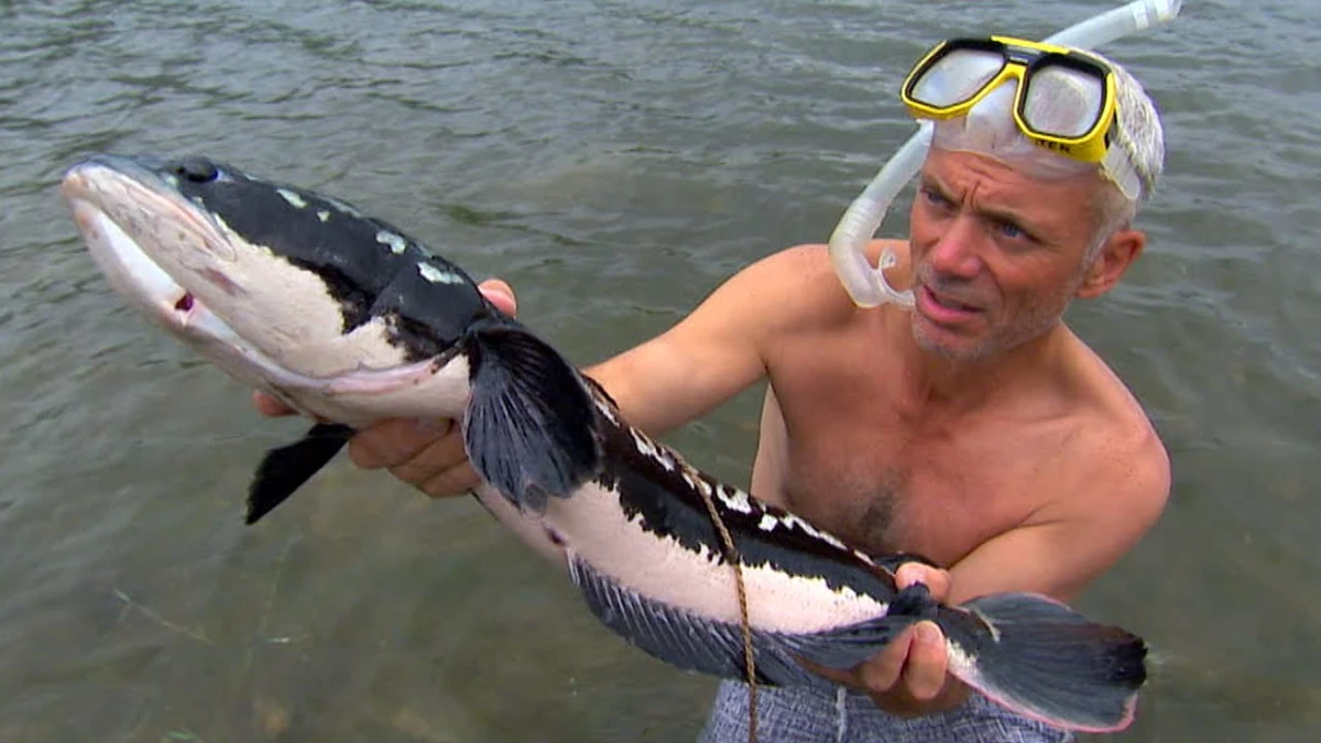 Killer Snakehead | River Monsters Wiki | Fandom