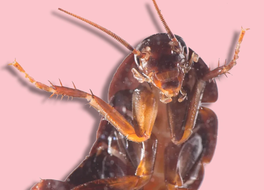 Discuss Everything About Roachie's Wiki for So-Called Anomalies | Fandom