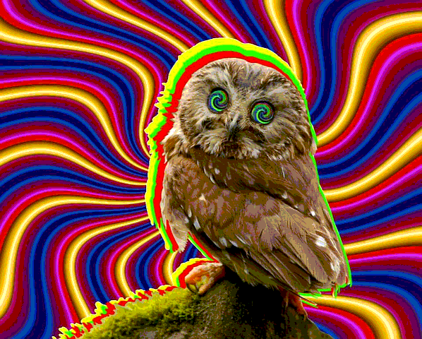 Rainbow Owl (HUGE FLASH WARNING) | Roachism Wiki | Fandom