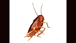 Dancing Roach | Roachism Wiki | Fandom