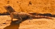 Animals | The Mad Max Wiki | Fandom