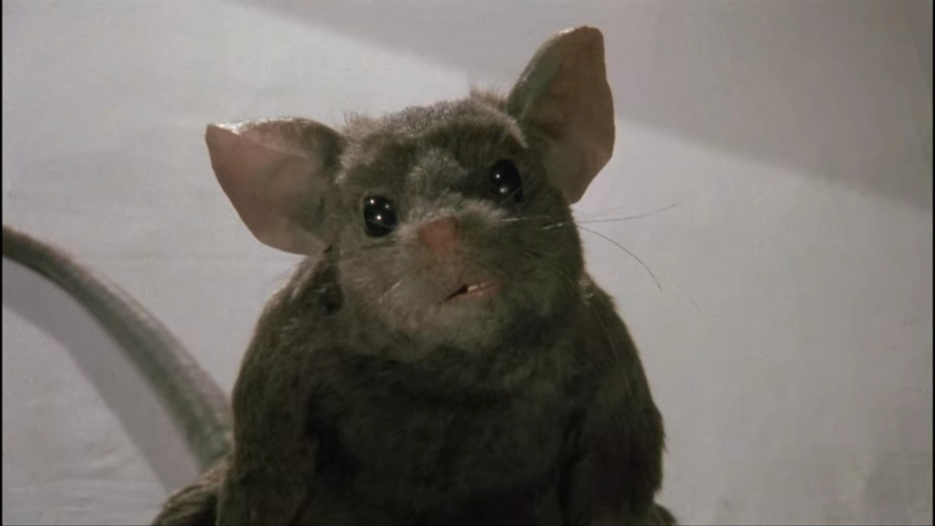 The Witches Mouse Transformation