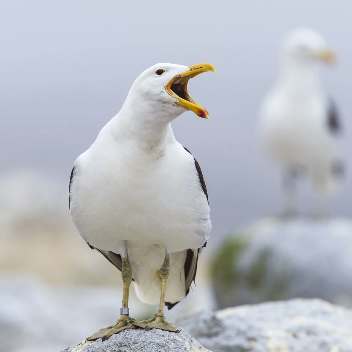 Sully Seagull | Robert Eggers Wiki | Fandom