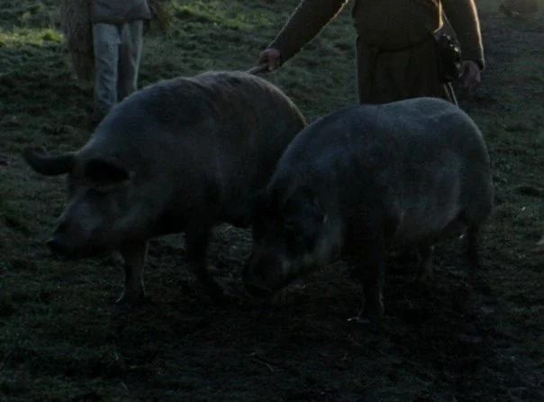 Pigs | Robert Eggers Wiki | Fandom