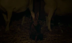 Witch | Robert Eggers Wiki | Fandom