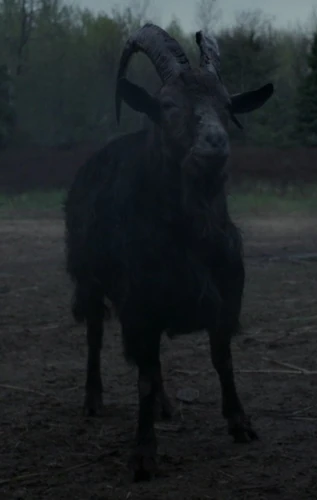 Black Phillip | Robert Eggers Wiki | Fandom